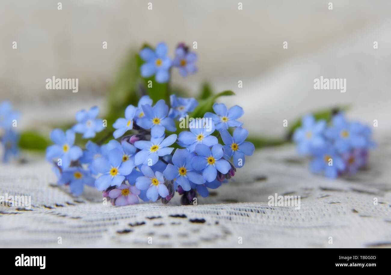 Beautiful light blue forget me not flowers on a white lace background ...