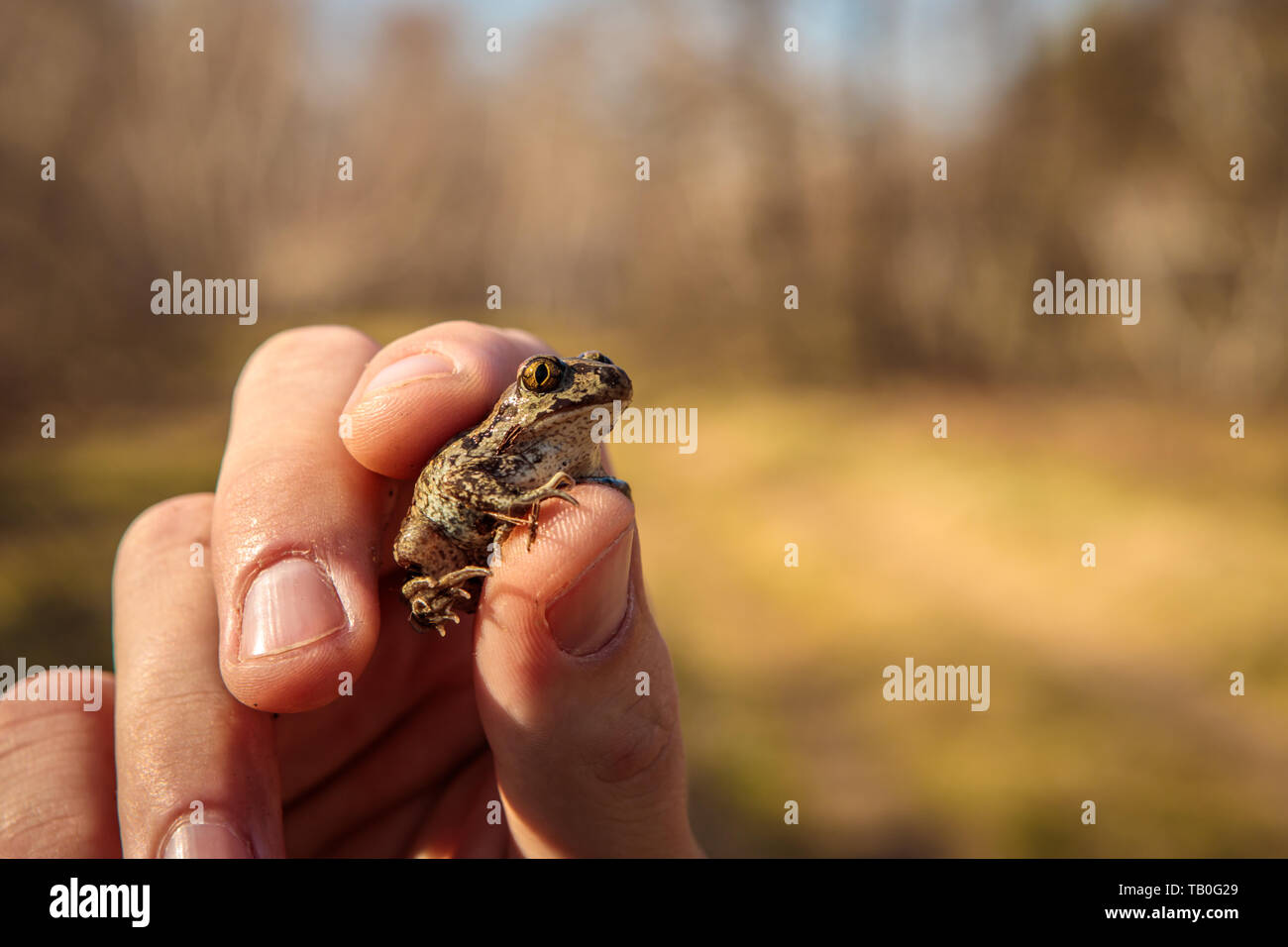 a little frog a garlic in the hands Stock Photo - Alamy