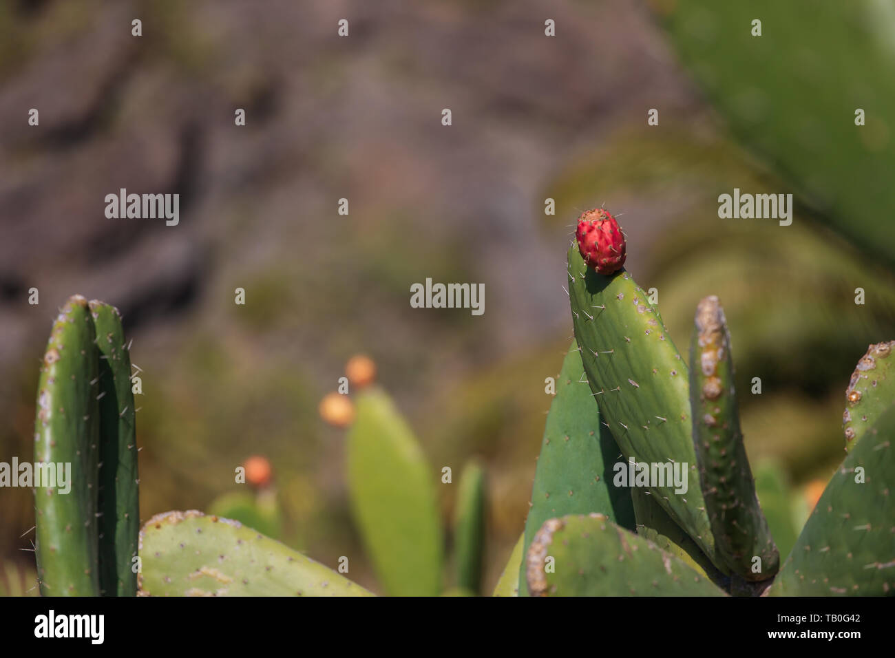 Opuntia ficus-indica, prickly pear, indian fig, ripe tasty fruits ...