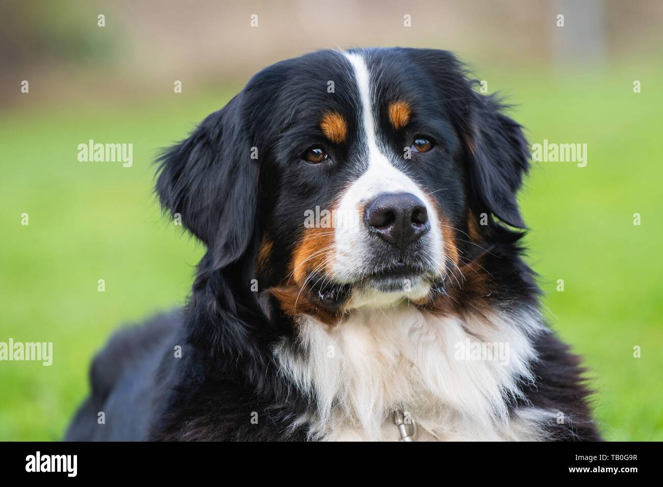 portrait of a purebred bernese mountain dog in front of white ...