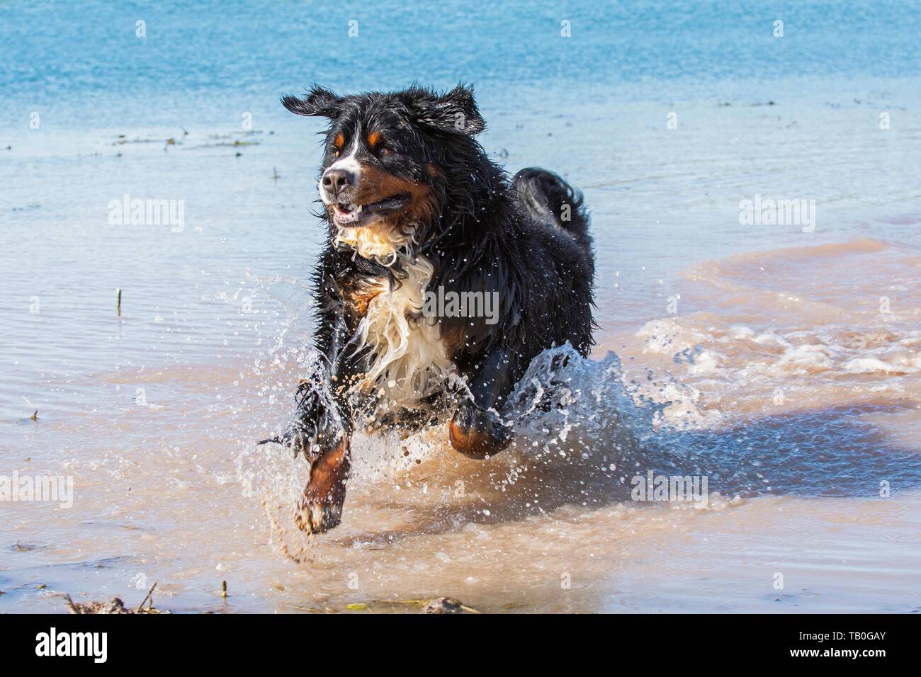 Big Splash Dog High Resolution Stock Photography and Images - Alamy