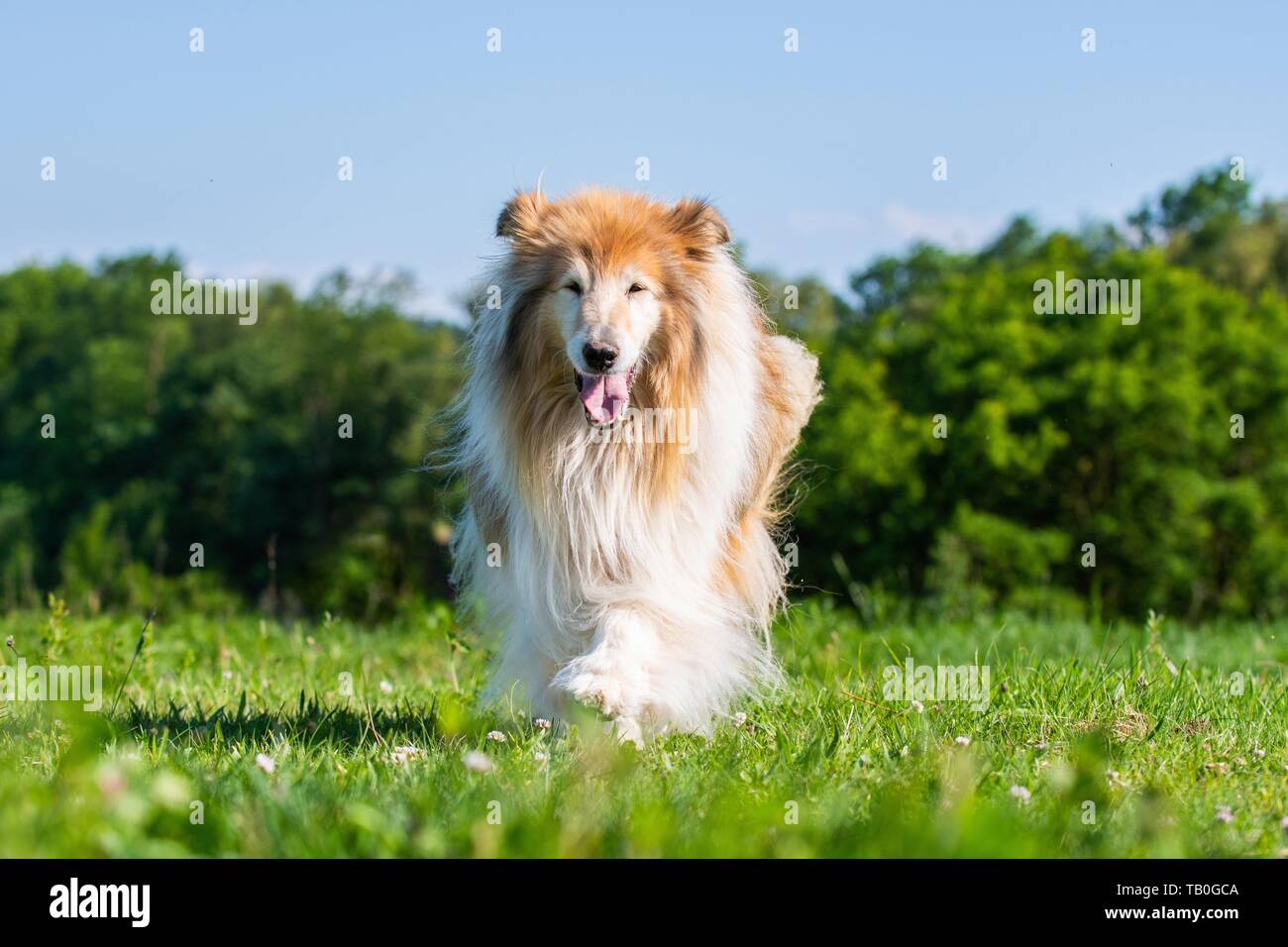walking longhaired Collie Stock Photo - Alamy