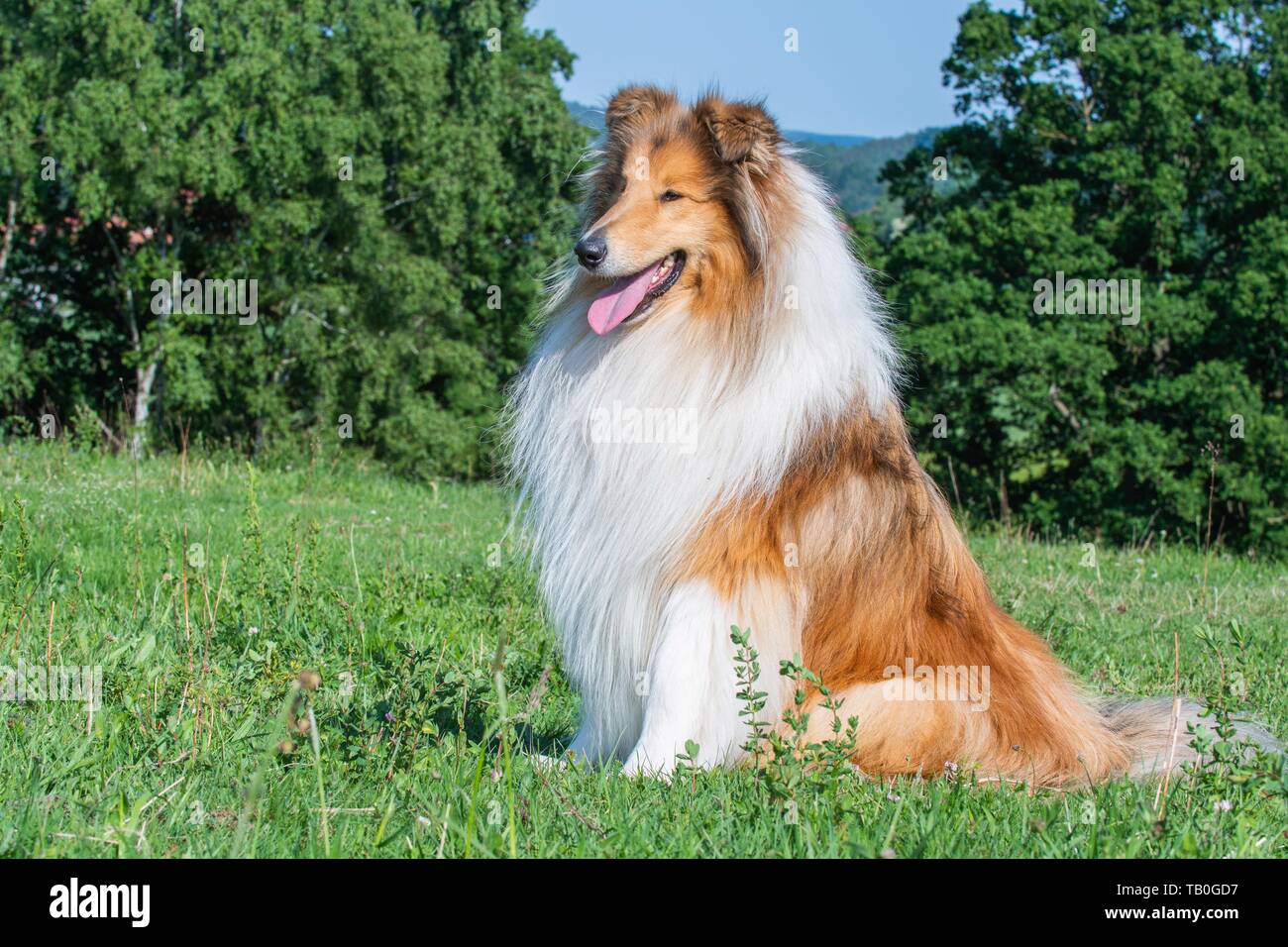 sitting longhaired Collie Stock Photo - Alamy