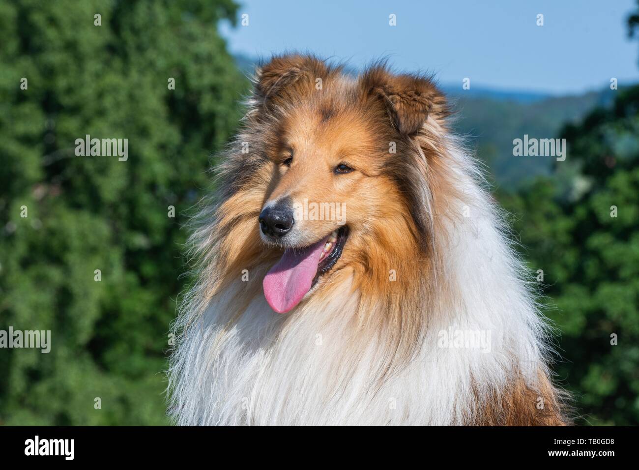 longhaired Collie Portrait Stock Photo - Alamy