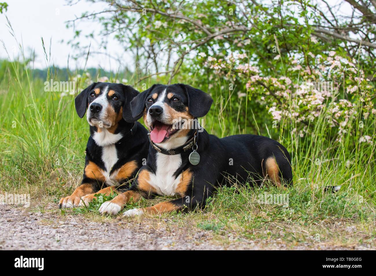 2 Entlebucher Mountain Dogs Stock Photo - Alamy