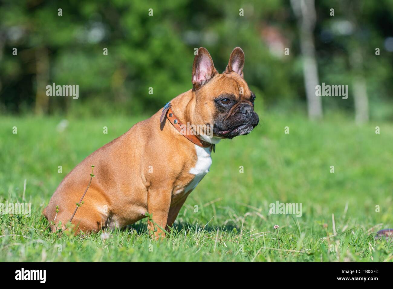 sitting French Bulldog Stock Photo - Alamy