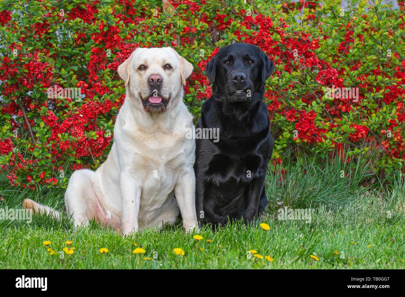 Dark yellow labrador retriever hi-res stock photography and images - Alamy