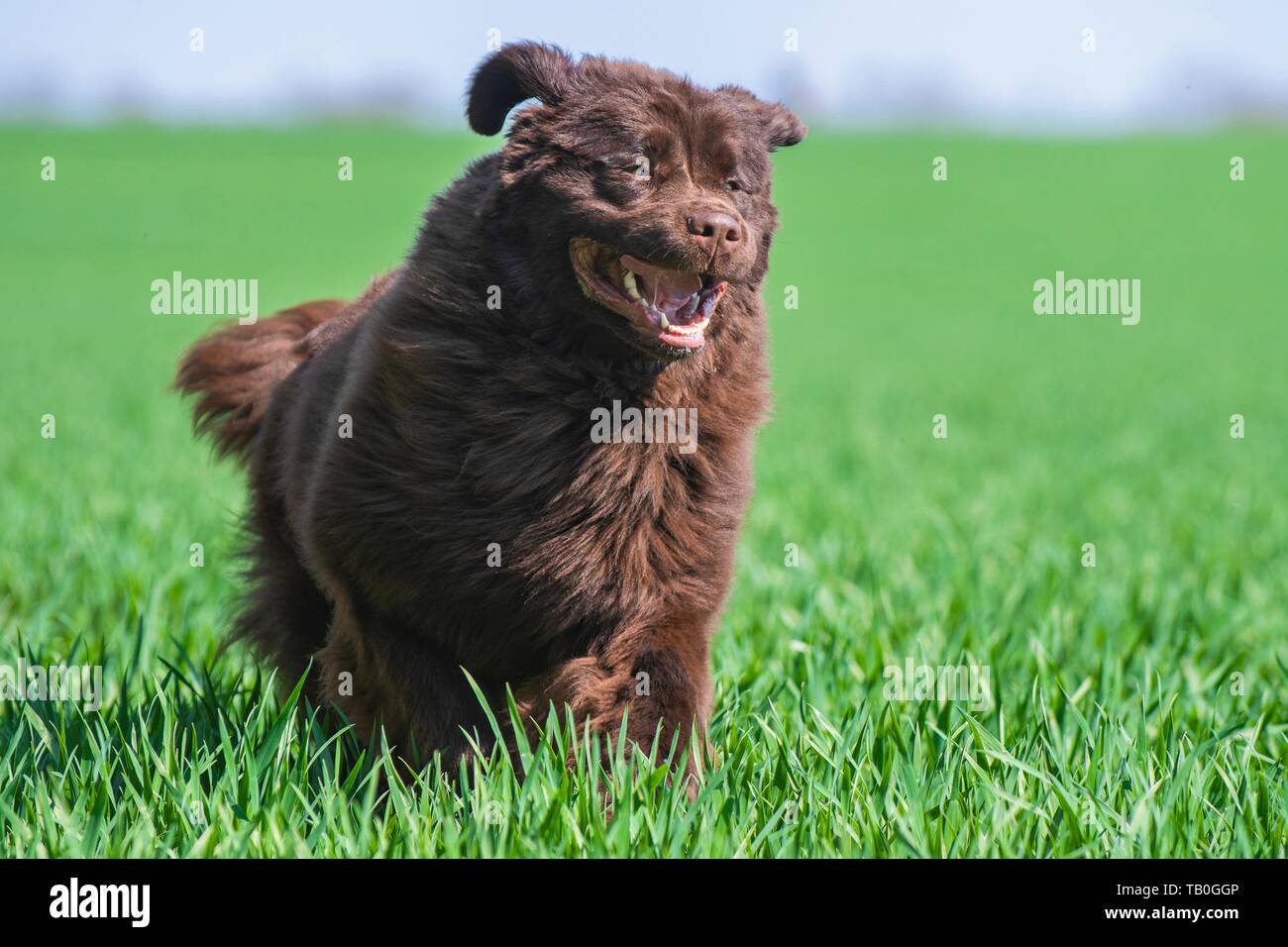 Newfoundland dog running hi-res stock photography and images - Alamy