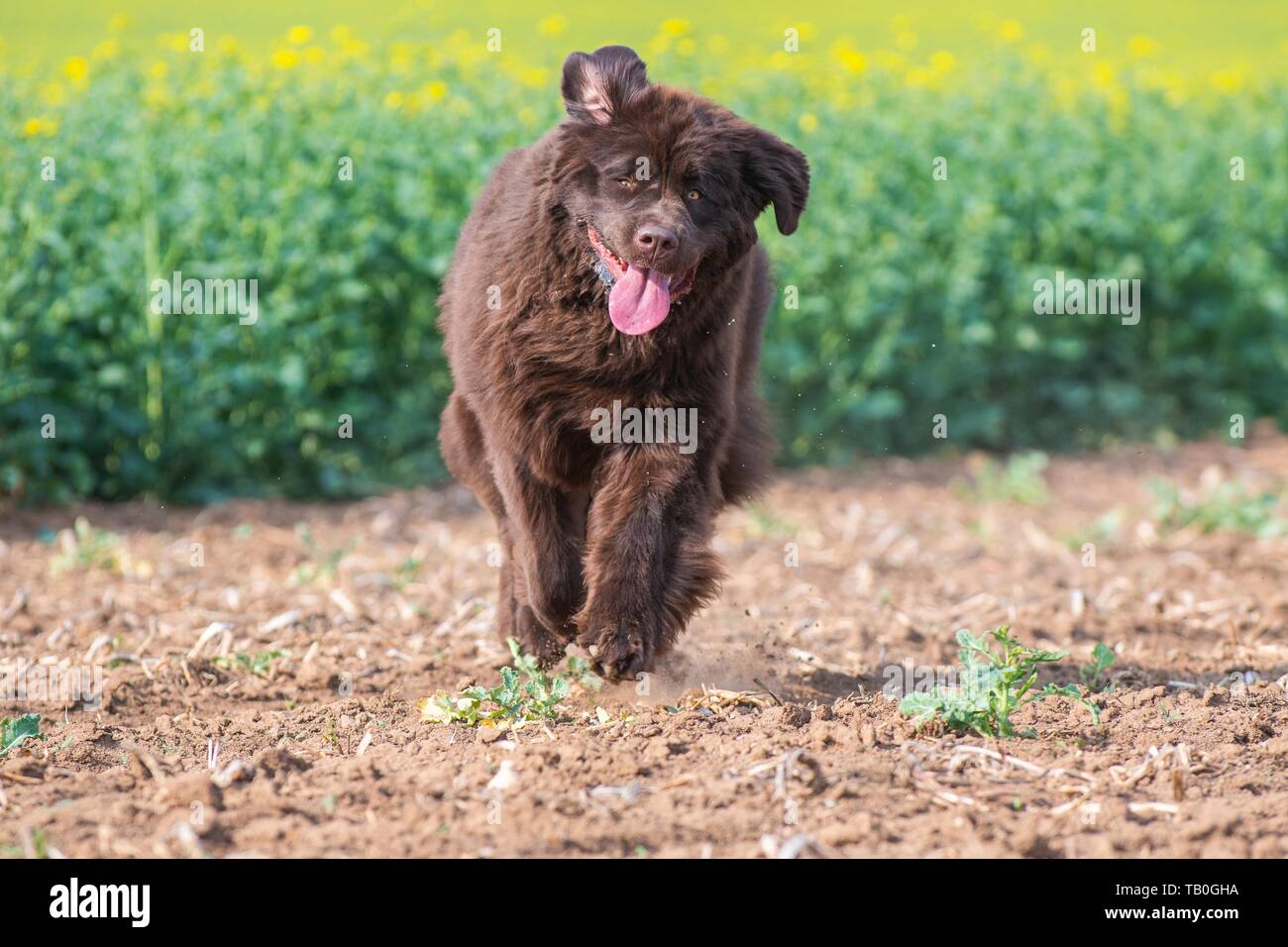 running Newfoundland Dog Stock Photo - Alamy