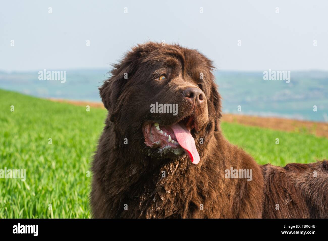 Newfoundland Dog Portrait Stock Photo - Alamy