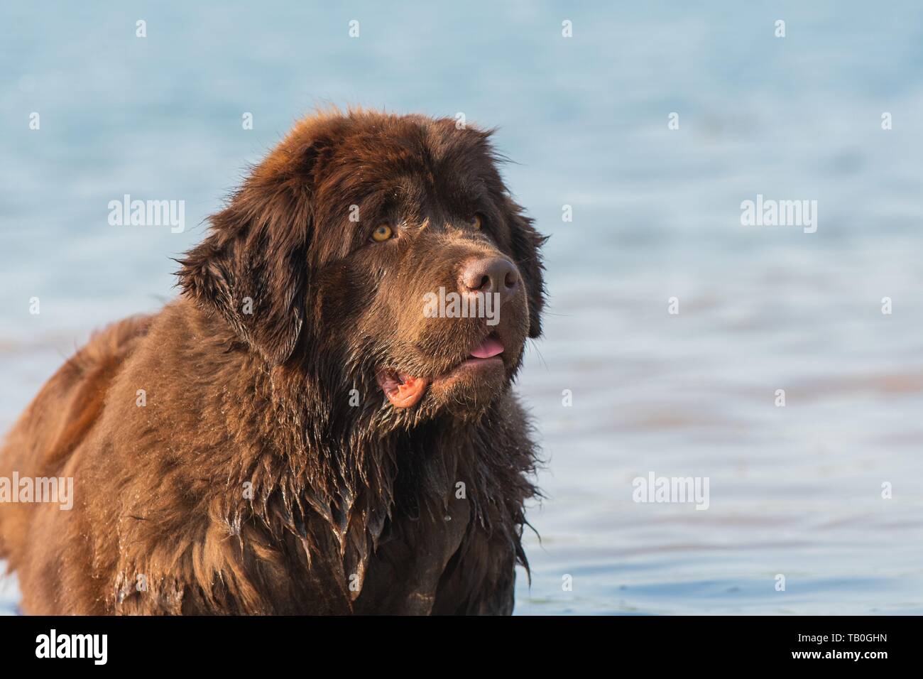 Newfoundland Dog Portrait Stock Photo - Alamy