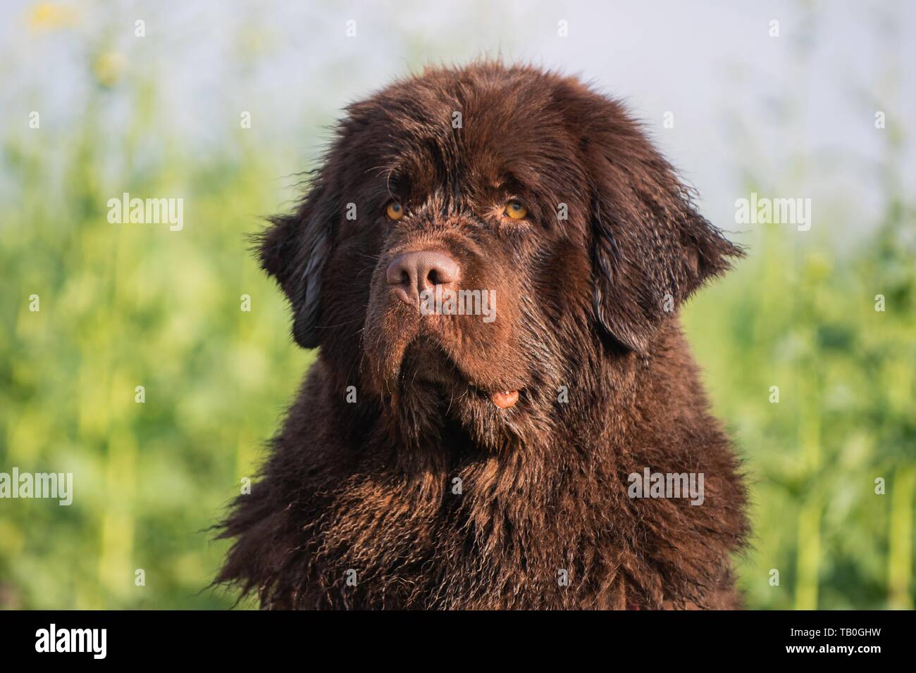 Newfoundland dog portrait hi-res stock photography and images - Alamy