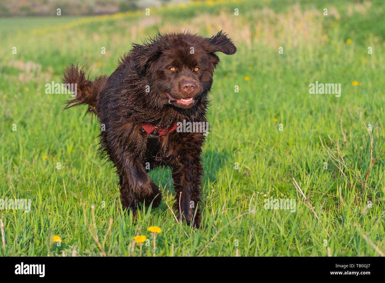 Newfoundland dog wet hi-res stock photography and images - Alamy