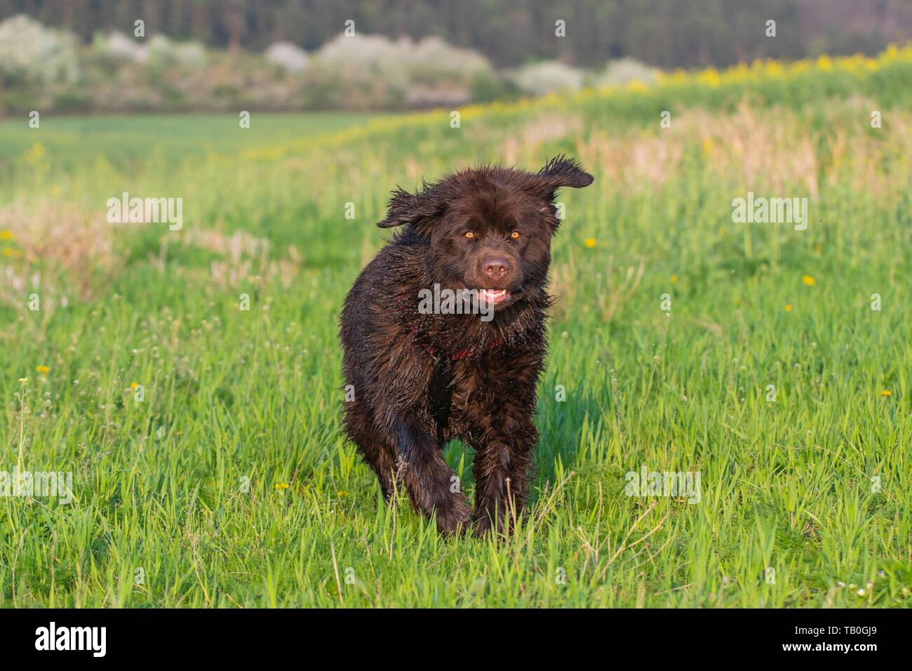 Newfoundland dog wet hi-res stock photography and images - Alamy
