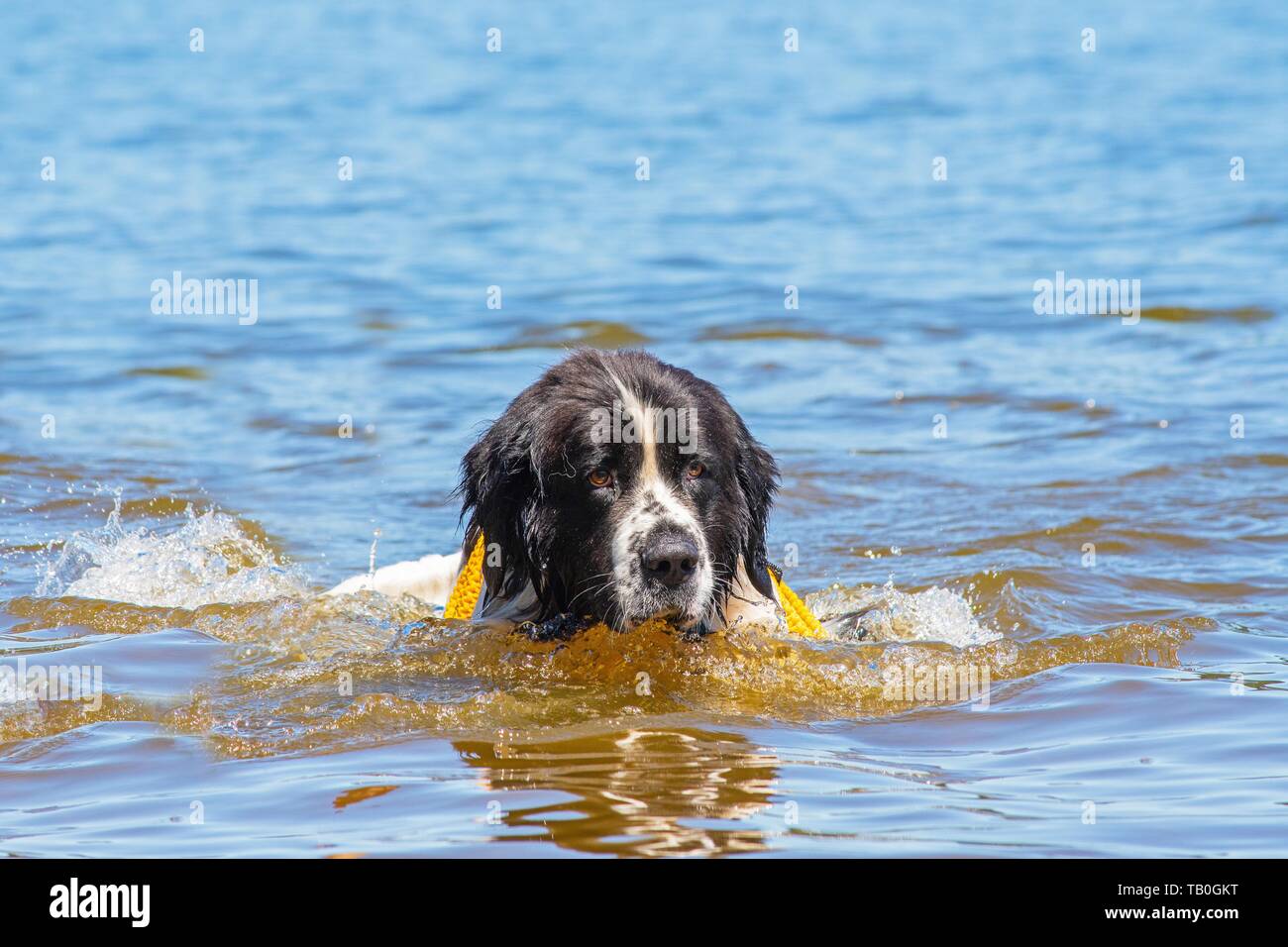 Landseer is trained as a water rescue dog Stock Photo - Alamy