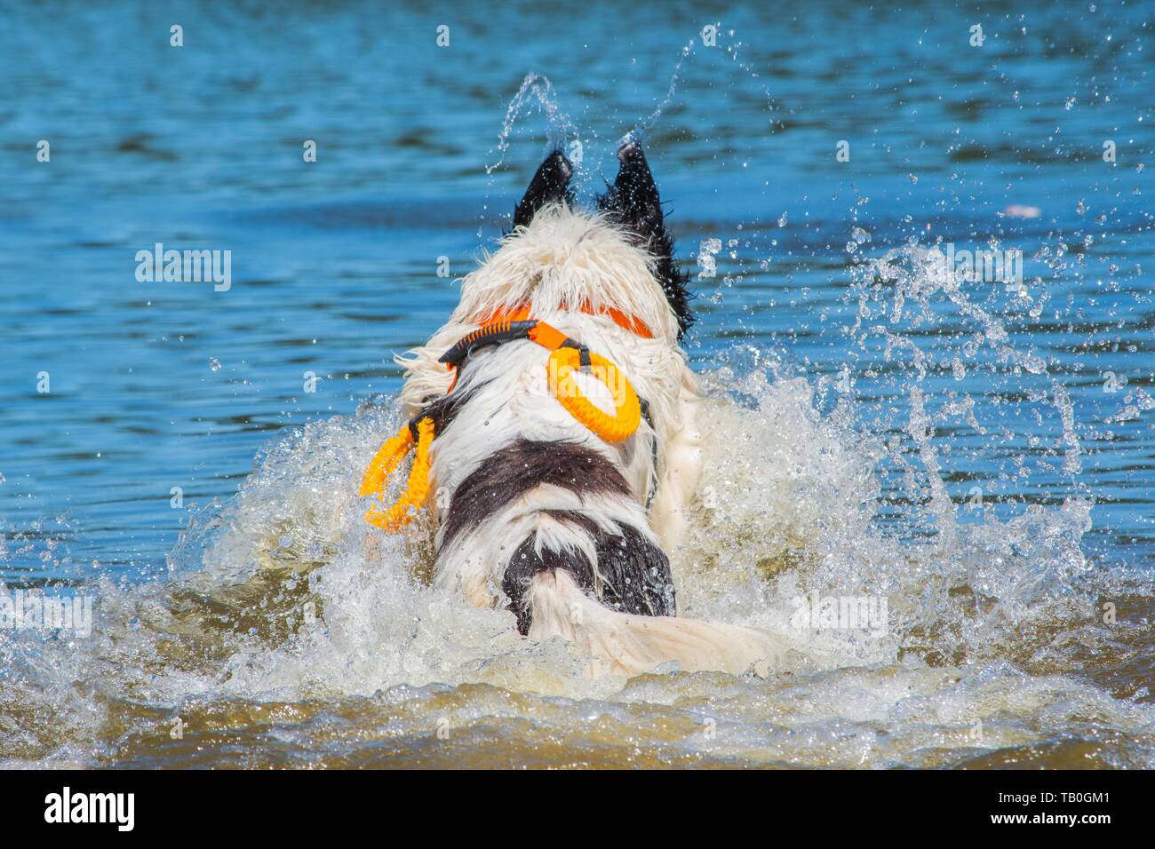 Landseer is trained as a water rescue dog Stock Photo - Alamy
