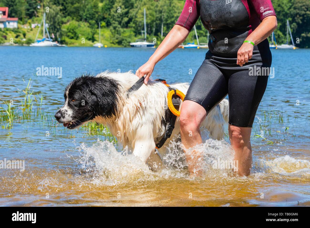 Landseer is trained as a water rescue dog Stock Photo - Alamy