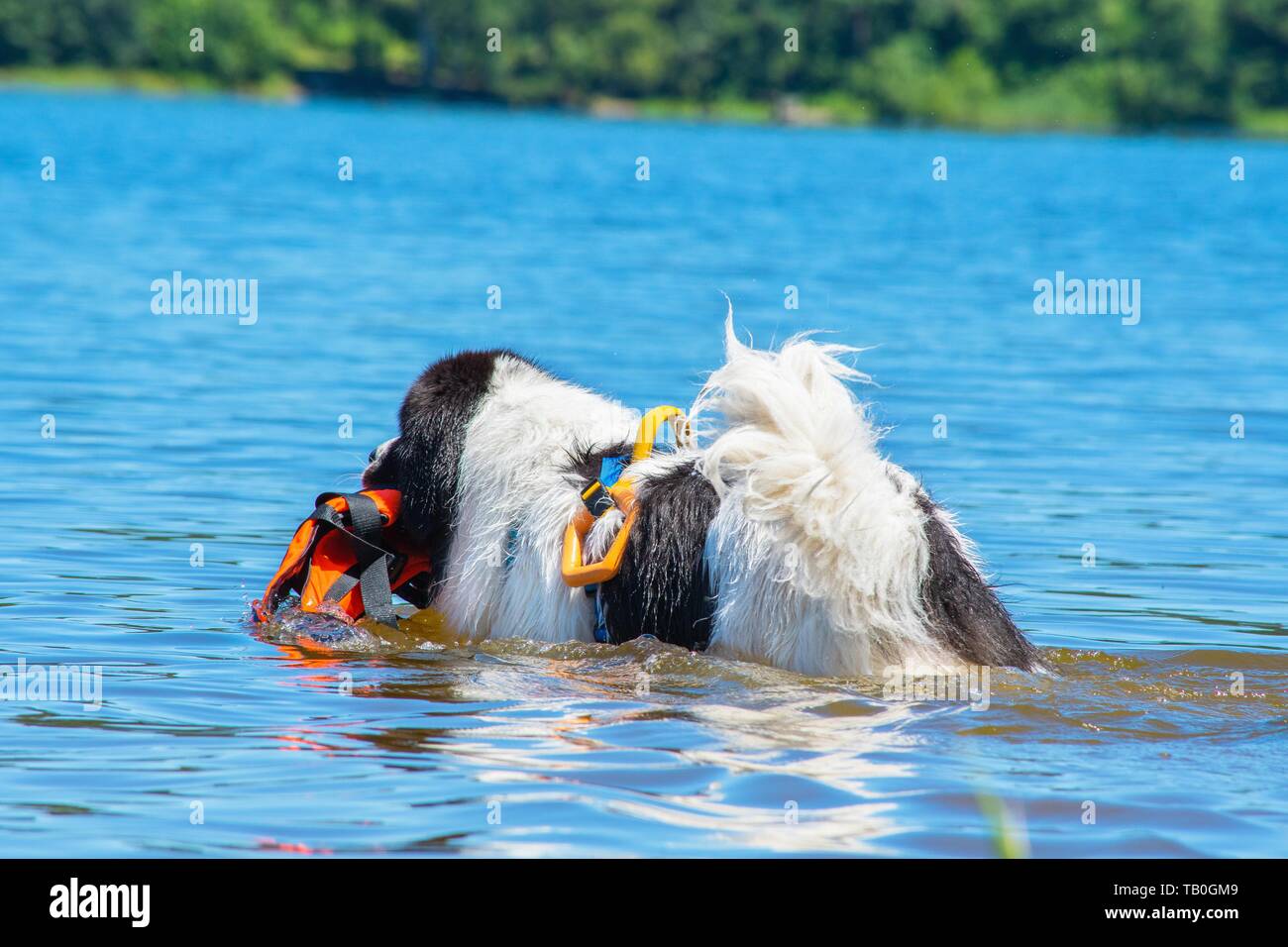 Landseer is trained as a water rescue dog Stock Photo - Alamy