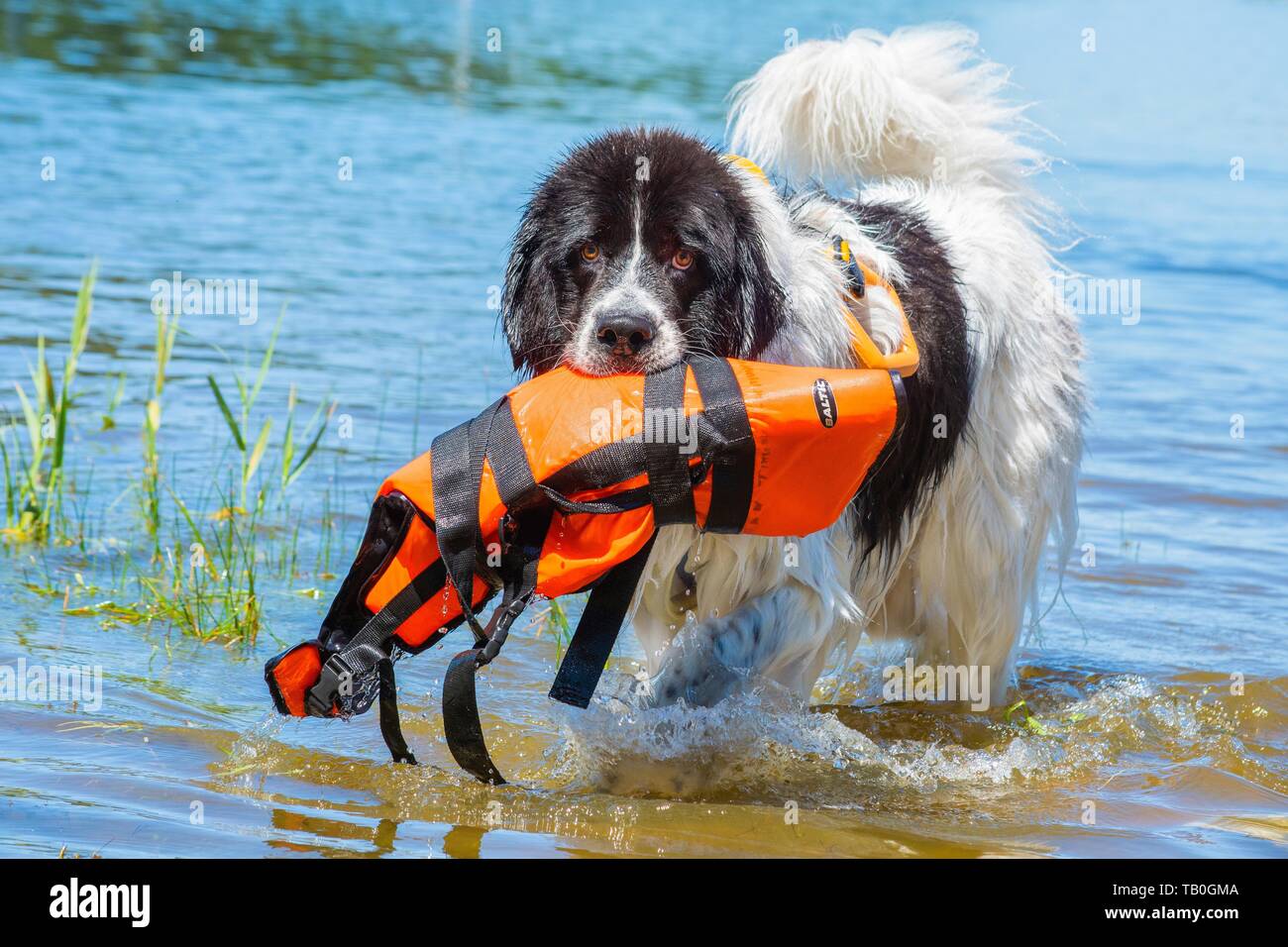Landseer is trained as a water rescue dog Stock Photo - Alamy