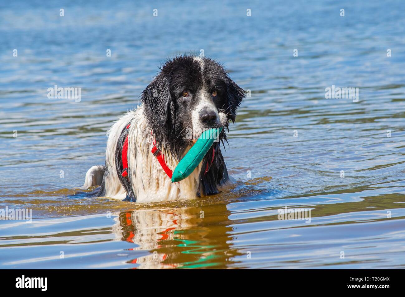 Landseer is trained as a water rescue dog Stock Photo - Alamy