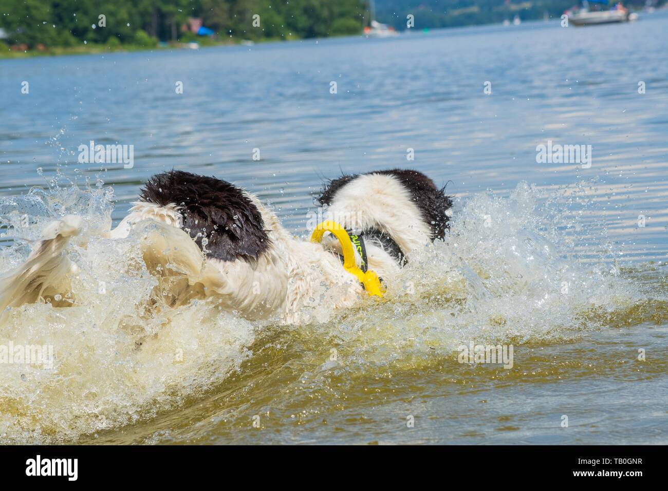 Landseer is trained as a water rescue dog Stock Photo - Alamy