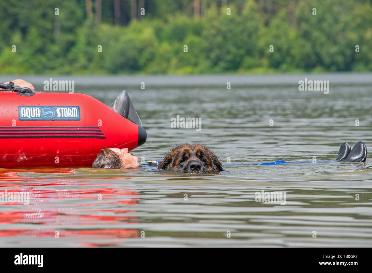 Leonberger is trained as a water rescue dog Stock Photo - Alamy