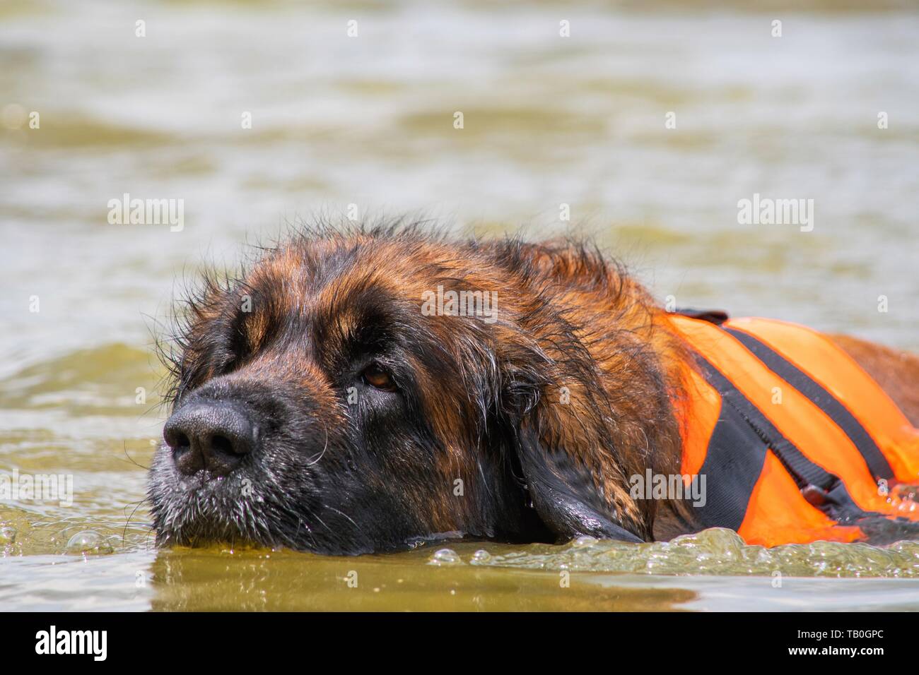 Leonberger is trained as a water rescue dog Stock Photo - Alamy