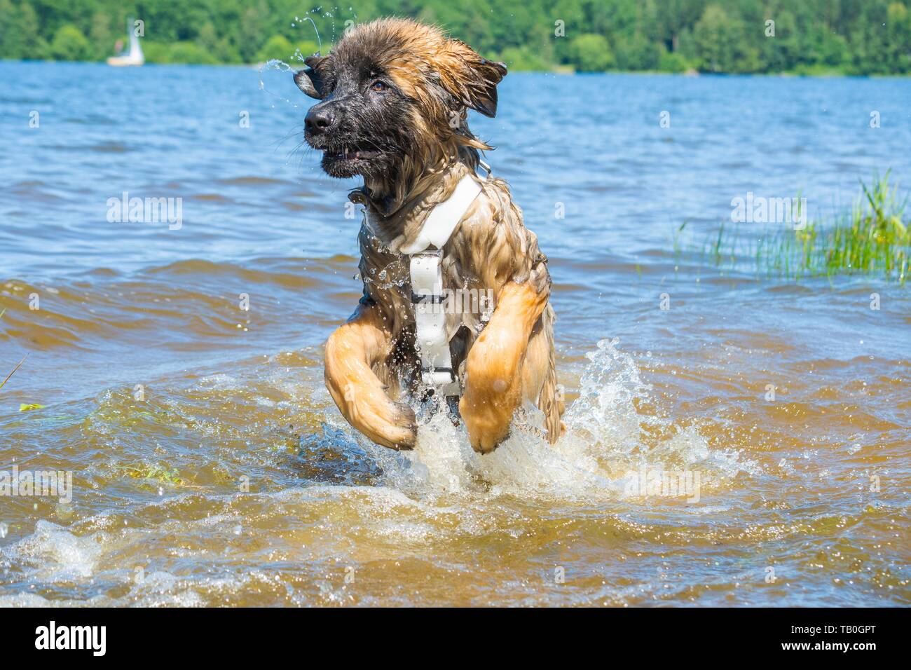 Leonberger is trained as a water rescue dog Stock Photo - Alamy