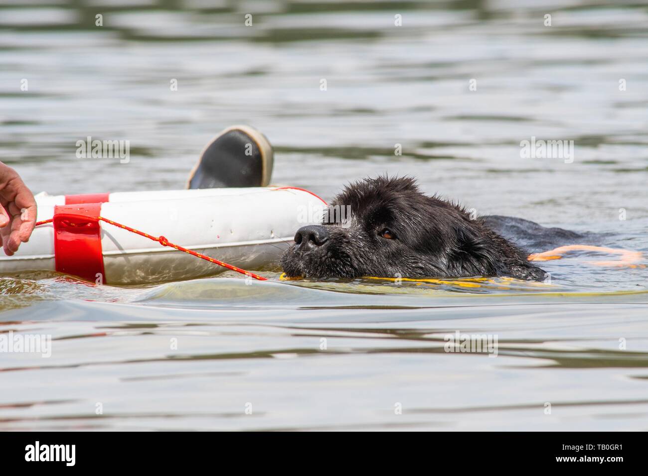 Rescue dog newfoundland swimming hi-res stock photography and images ...