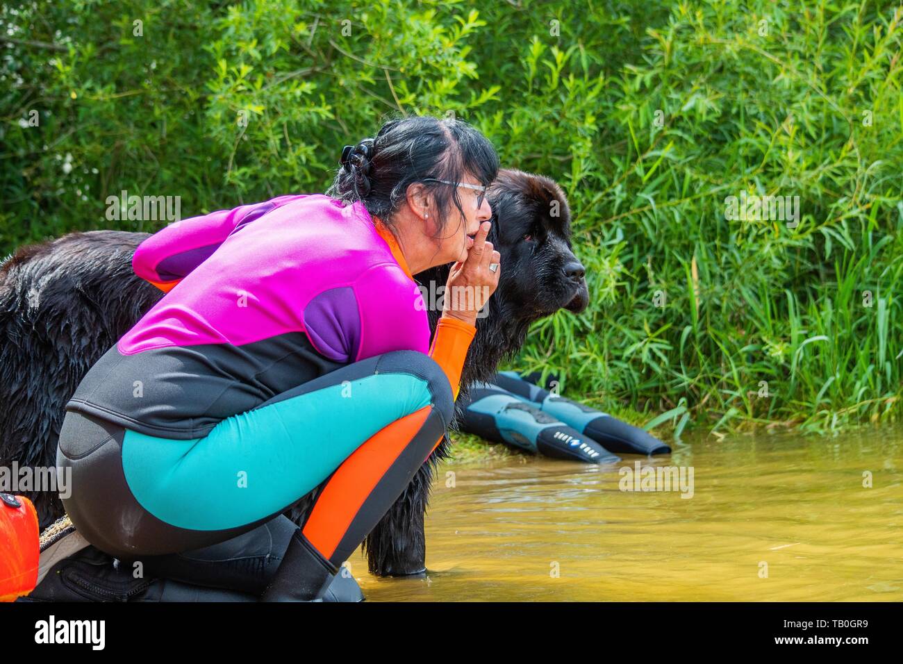 Newfoundland is trained as a water rescue dog Stock Photo - Alamy