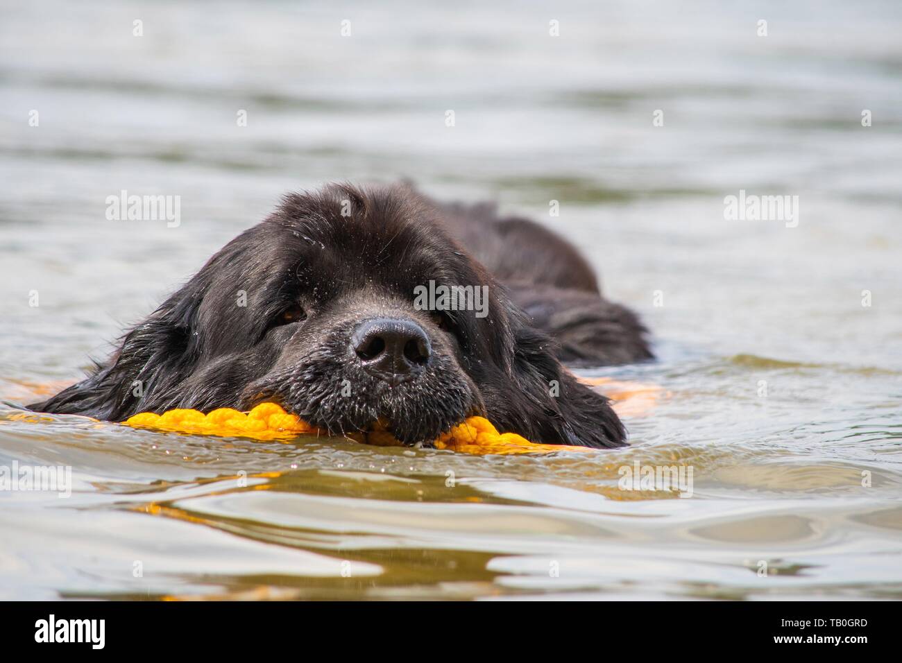 Newfoundland is trained as a water rescue dog Stock Photo - Alamy