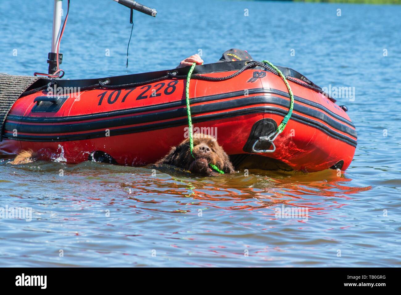 Newfoundland is trained as a water rescue dog Stock Photo - Alamy