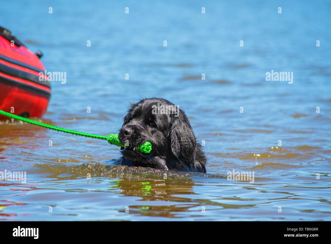 Newfoundland is trained as a water rescue dog Stock Photo - Alamy