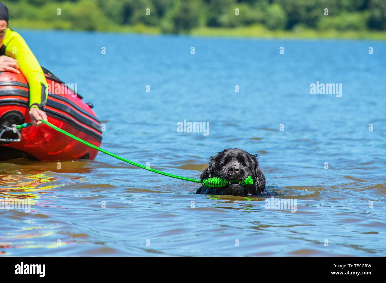 Newfoundland is trained as a water rescue dog Stock Photo - Alamy
