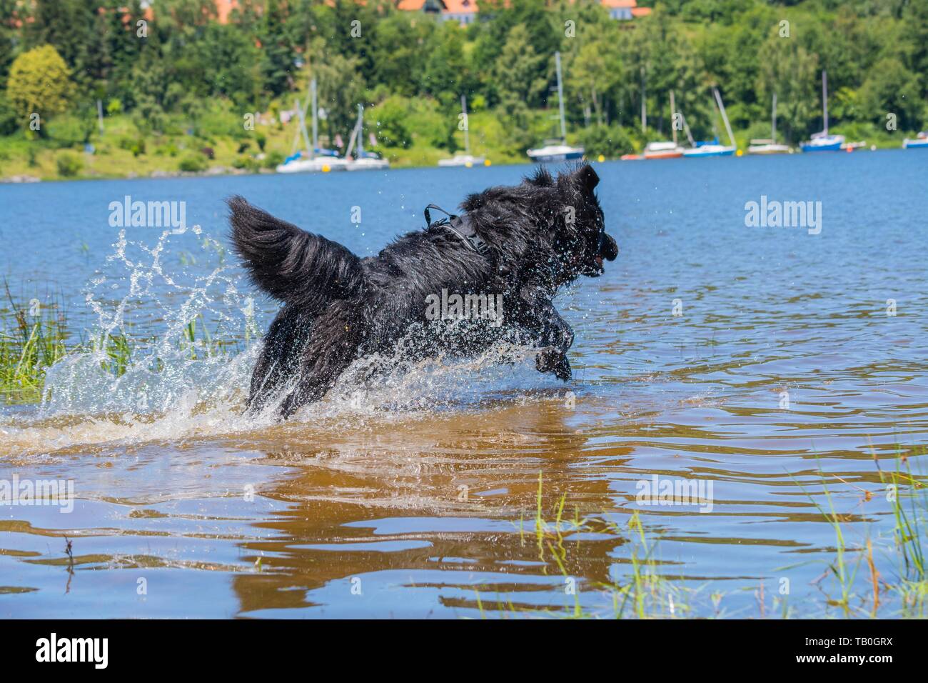 Newfoundland is trained as a water rescue dog Stock Photo - Alamy
