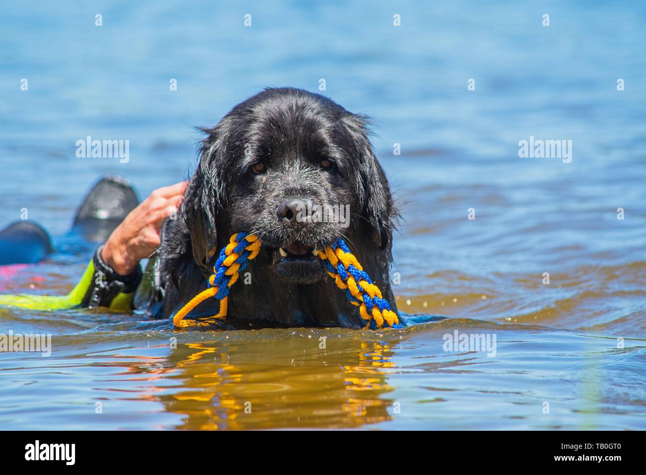 Newfoundland is trained as a water rescue dog Stock Photo - Alamy