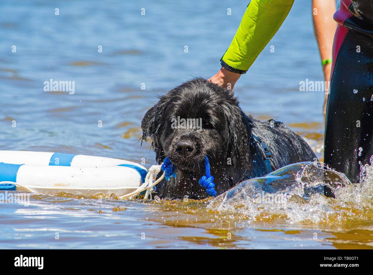 Newfoundland is trained as a water rescue dog Stock Photo - Alamy