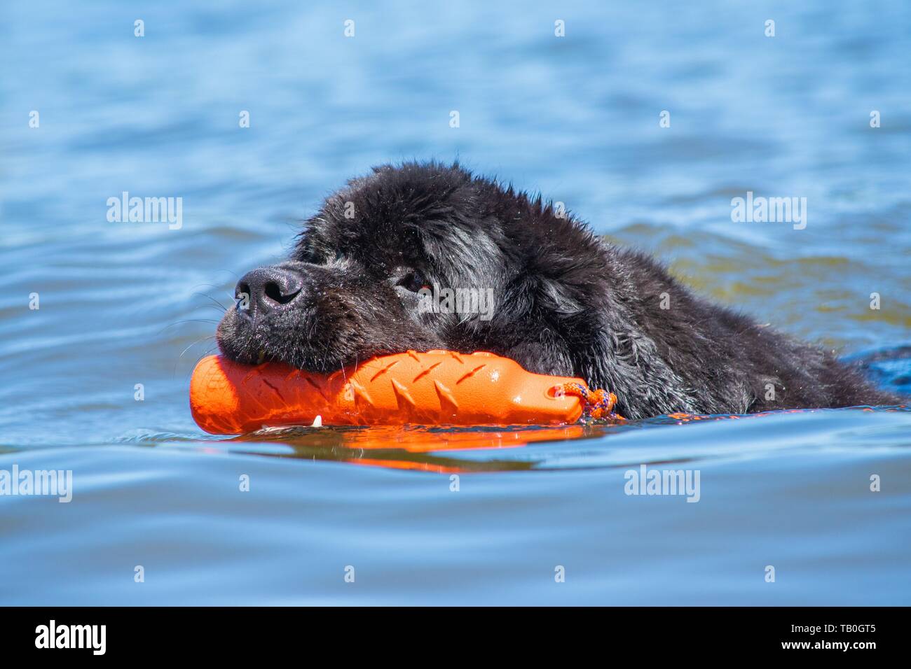 Newfoundland is trained as a water rescue dog Stock Photo - Alamy