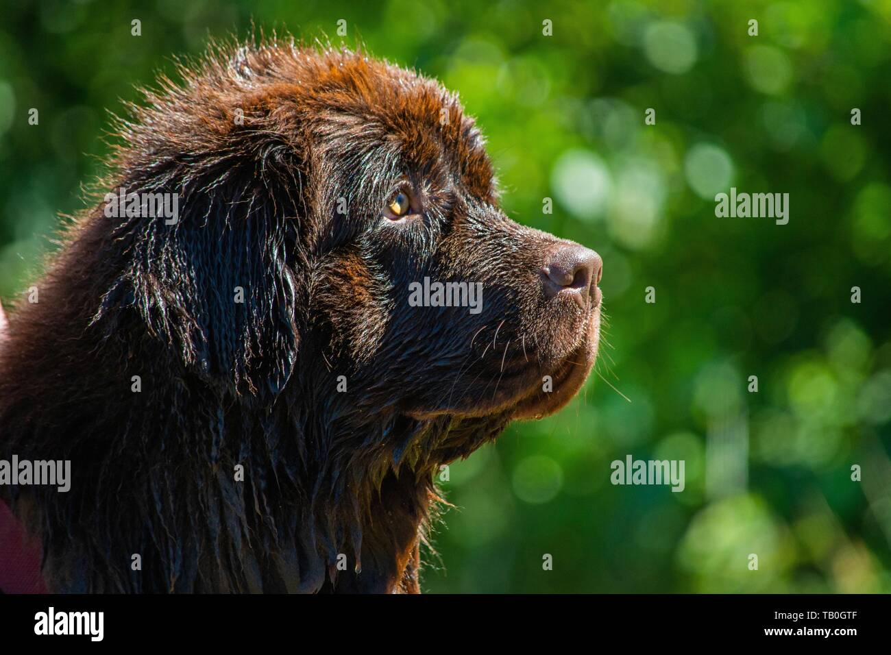 Newfoundland dog wet hi-res stock photography and images - Alamy