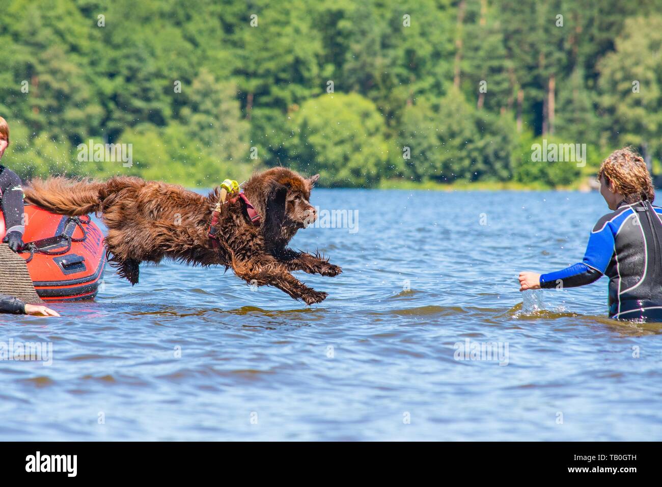 Newfoundland is trained as a water rescue dog Stock Photo - Alamy
