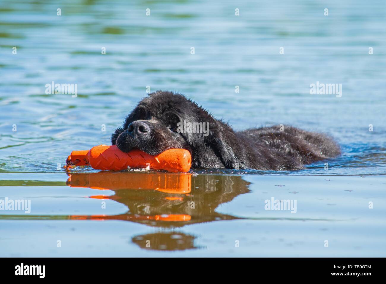 Rescue dog newfoundland swimming hi-res stock photography and images ...