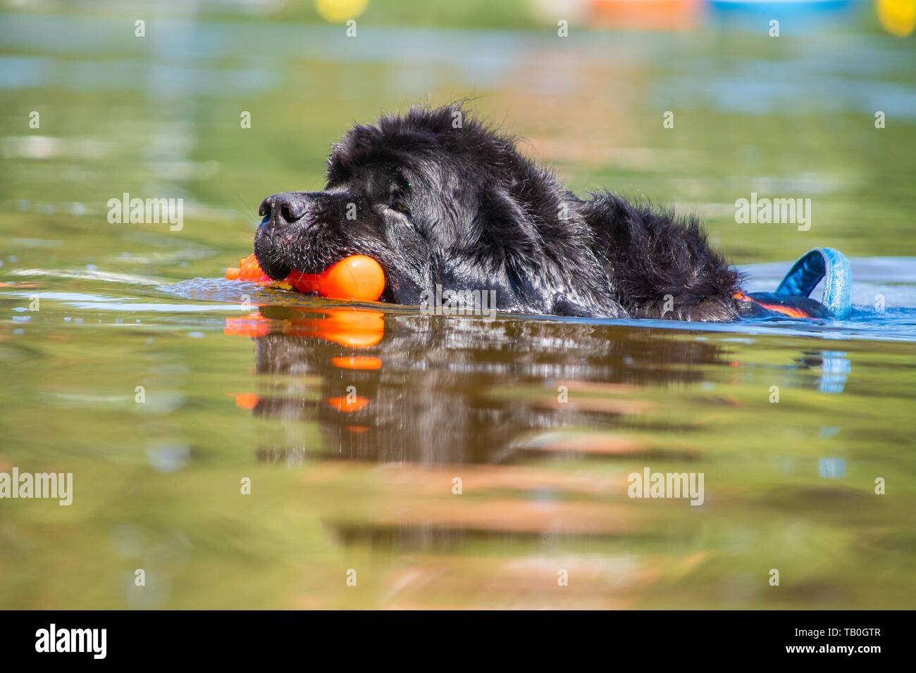 Newfoundland is trained as a water rescue dog Stock Photo - Alamy
