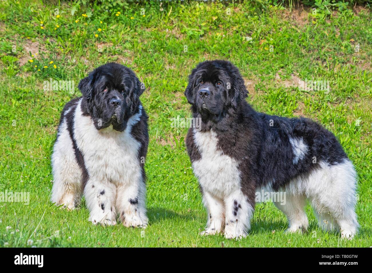Dog newfoundland adult black white hi-res stock photography and images ...