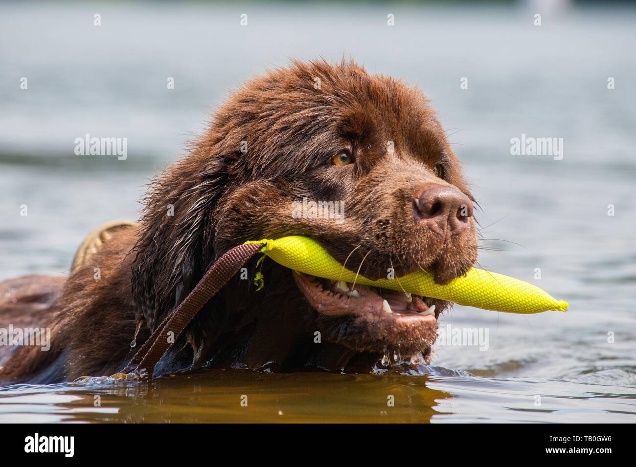 Newfoundland is trained as a water rescue dog Stock Photo - Alamy