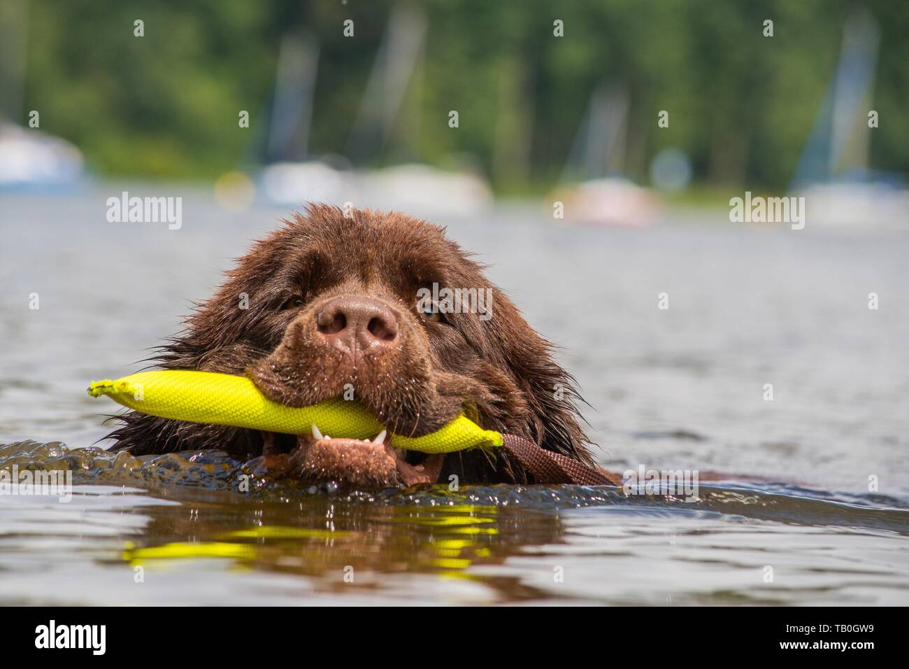 Newfoundland is trained as a water rescue dog Stock Photo - Alamy