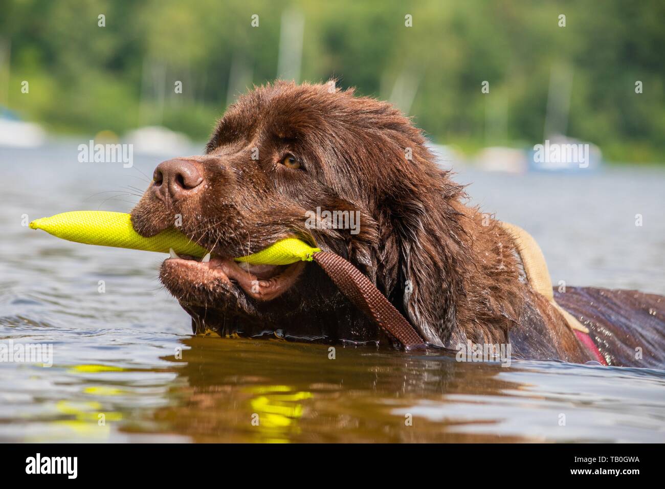 Newfoundland is trained as a water rescue dog Stock Photo - Alamy
