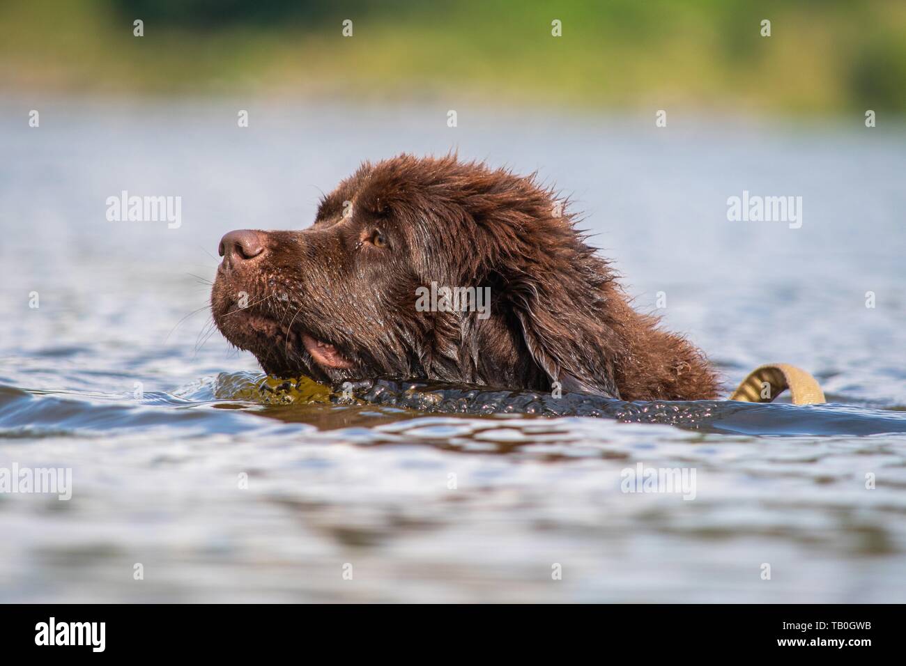 Rescue dog newfoundland swimming hi-res stock photography and images ...