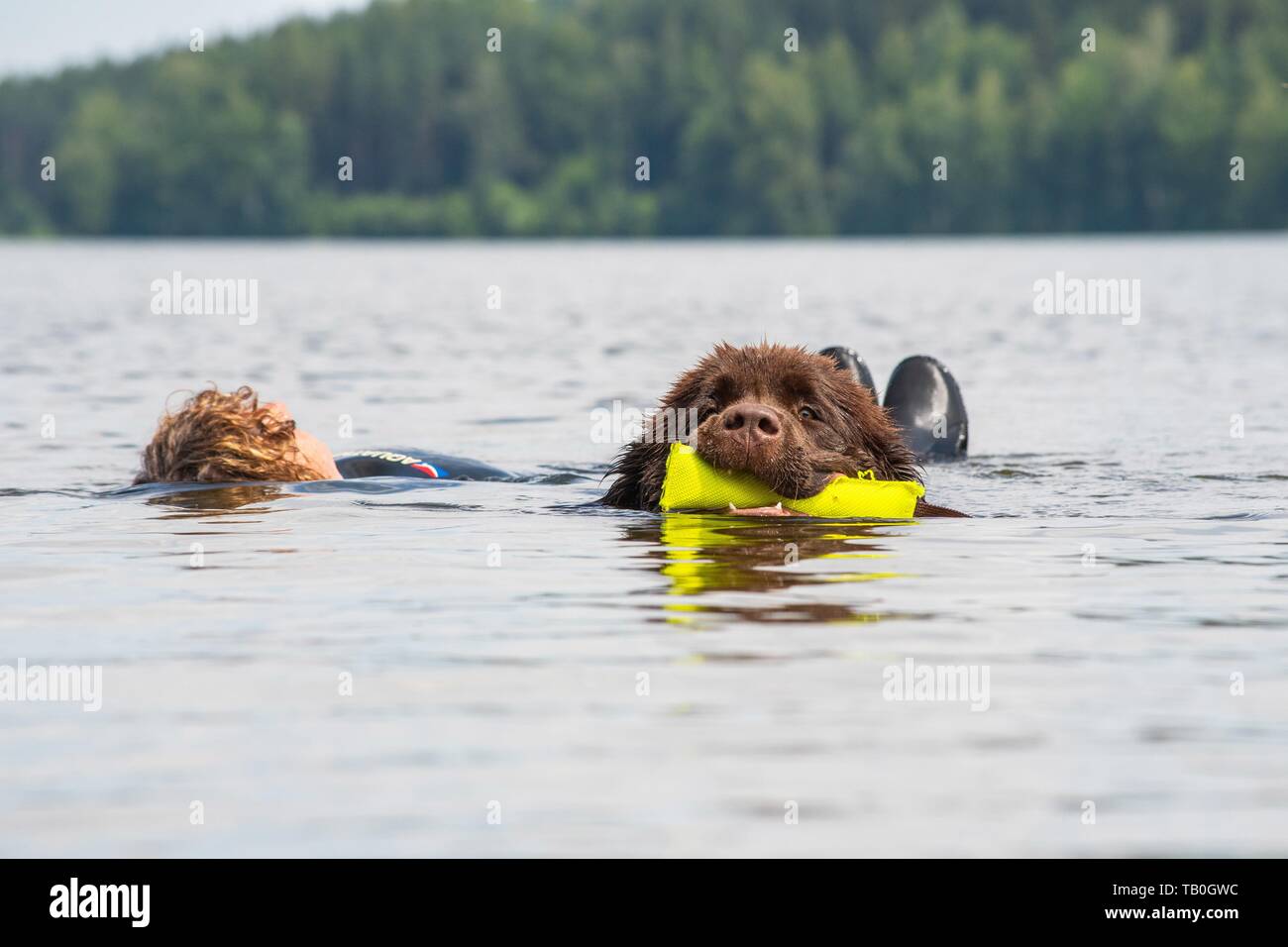 Newfoundland is trained as a water rescue dog Stock Photo - Alamy