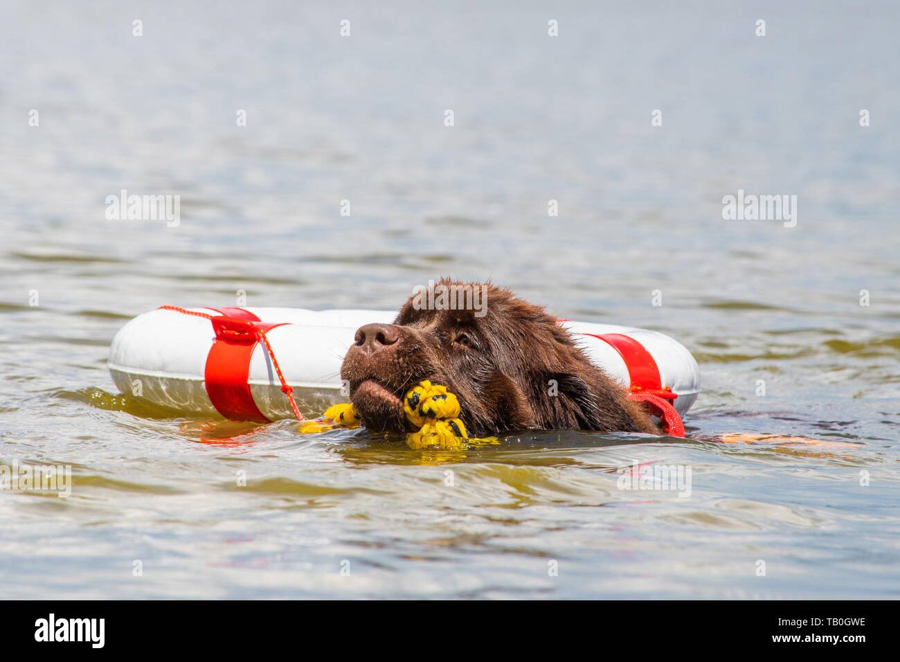 Newfoundland is trained as a water rescue dog Stock Photo - Alamy