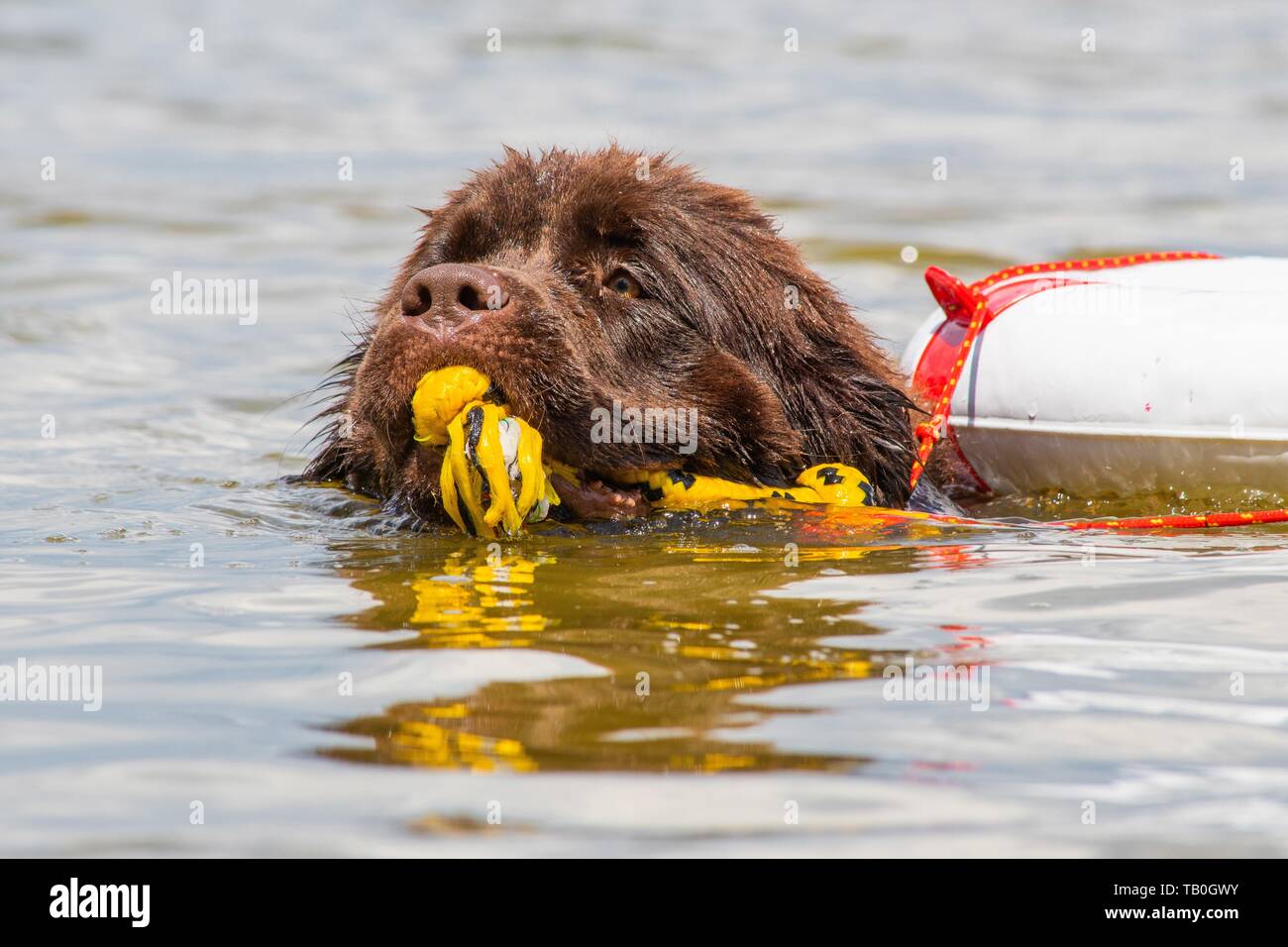Newfoundland is trained as a water rescue dog Stock Photo - Alamy